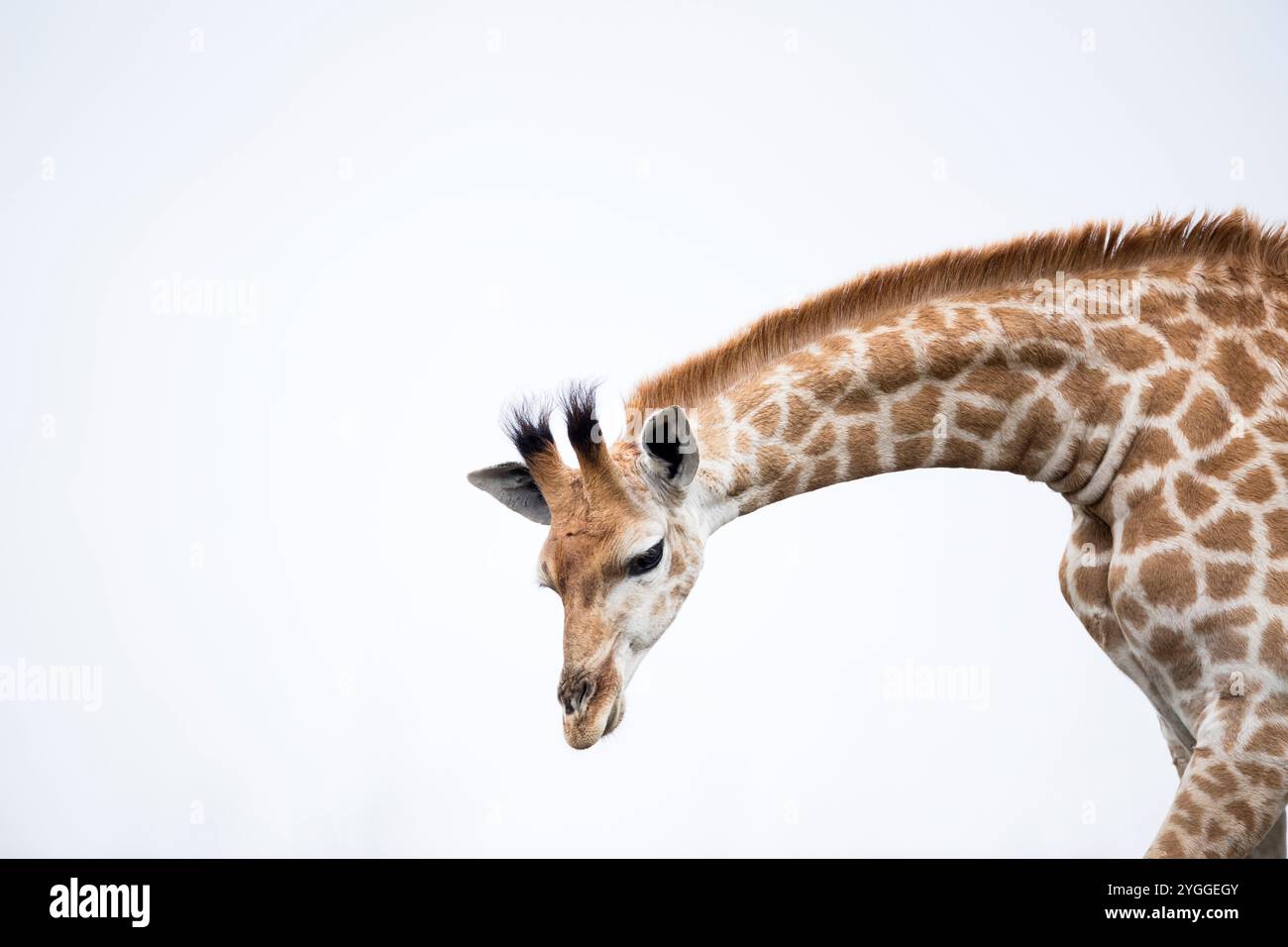 Giraffe bending down, Itala Game Reserve, South Africa Stock Photo - Alamy