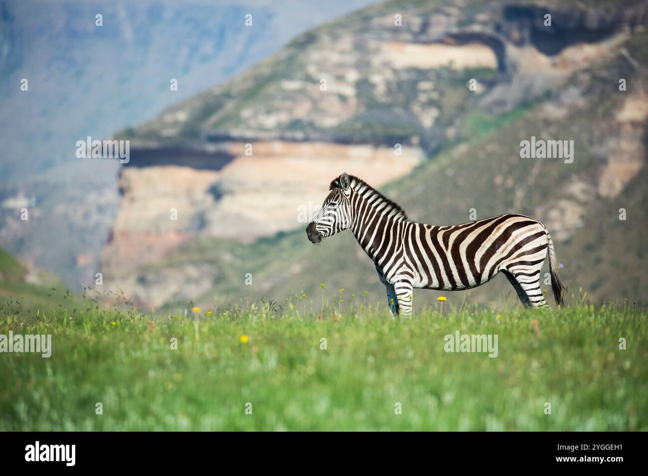 Golden gate park wildlife hi-res stock photography and images - Alamy
