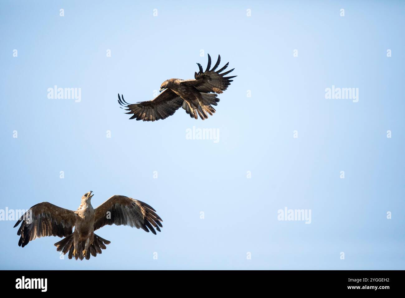 Tawnt eagles fighting, Mkuze Game Reserve, South Africa Stock Photo - Alamy