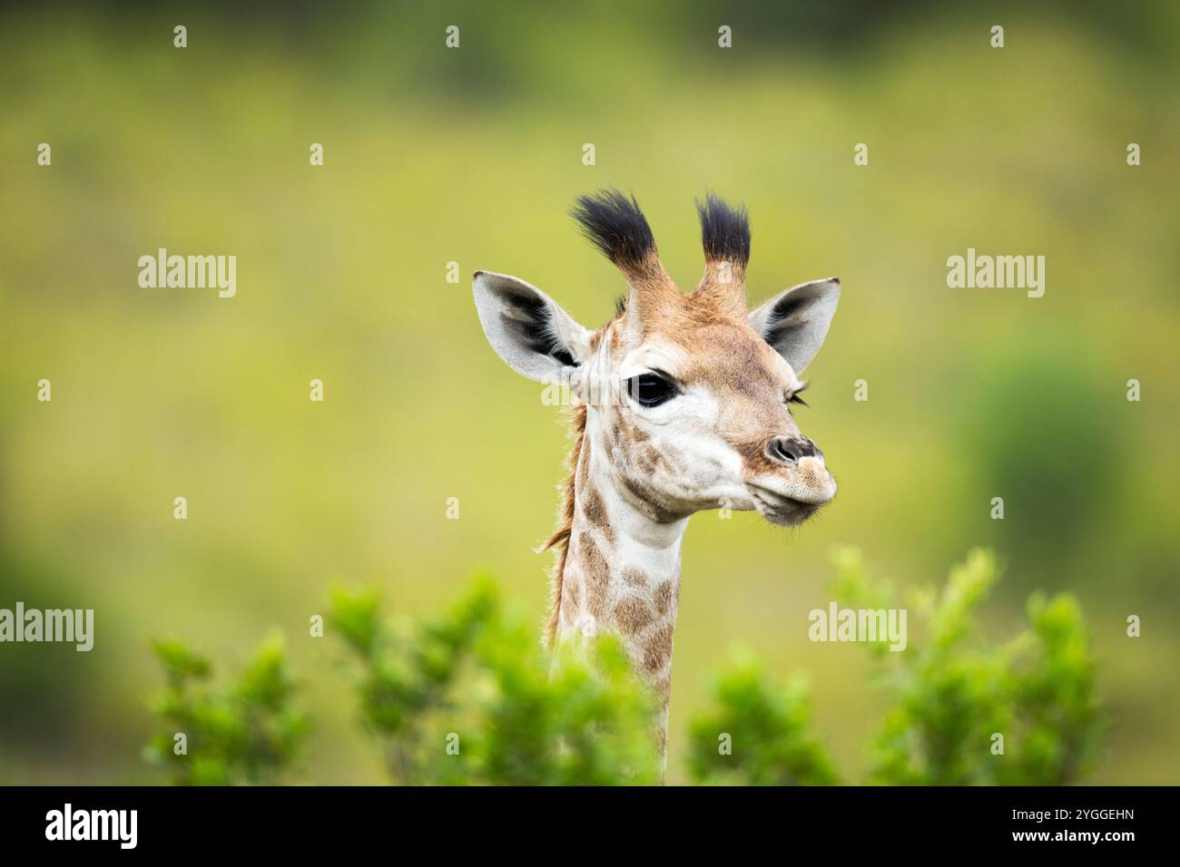 Giraffe portrait, Itala Game Reserve, South Africa Stock Photo - Alamy
