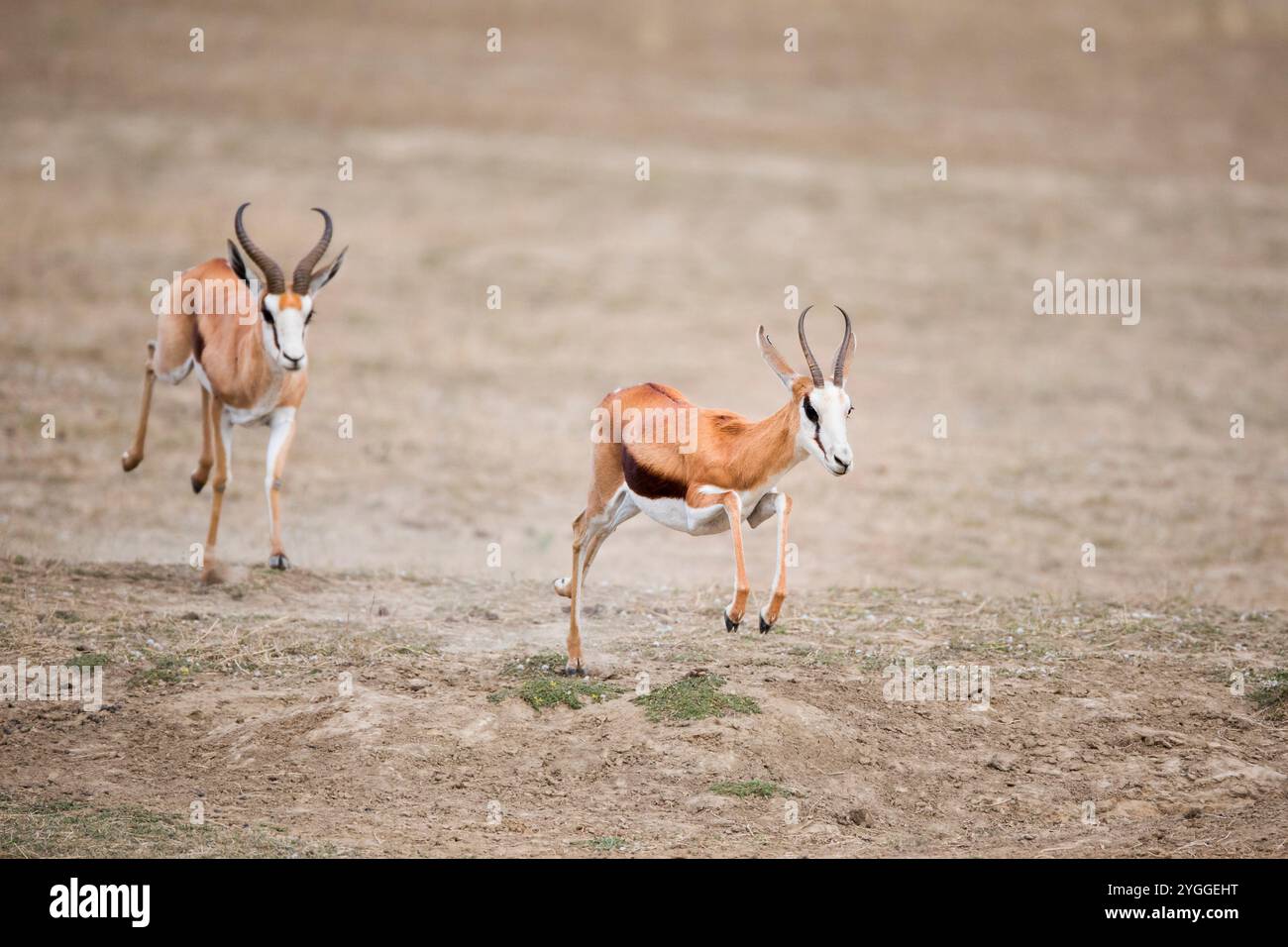 Springboks chasing, Mountain Zebra National Park, South Africa Stock ...