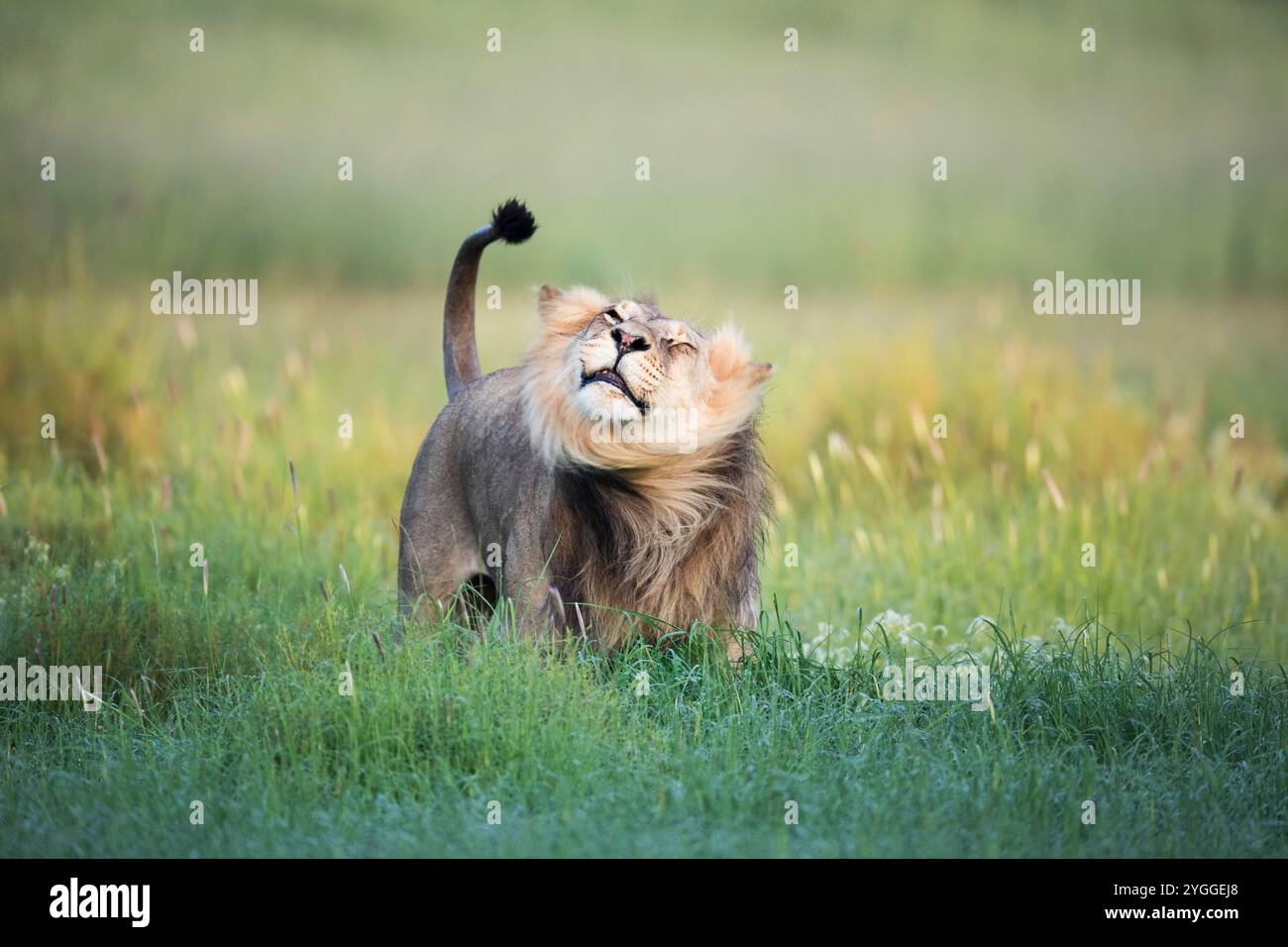 Lion shaking head, Kgalagadi Transfrontier Park, South Africa Stock ...