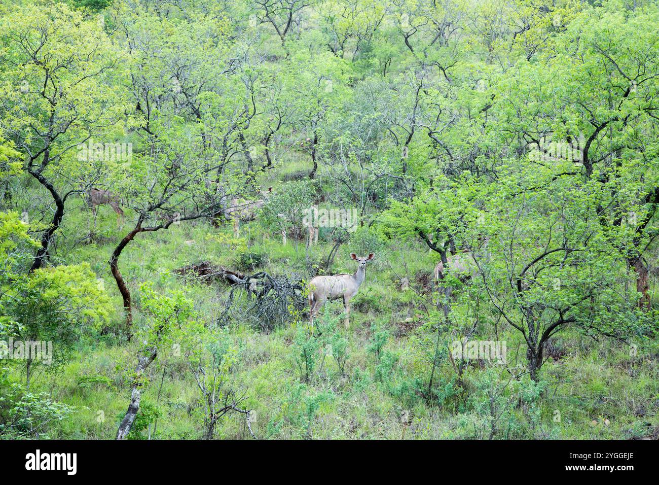 Kudus in woodland, Itala Game Reserve, South Africa Stock Photo - Alamy