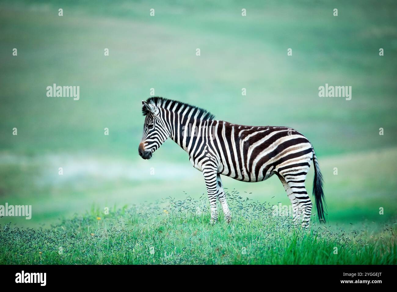 Zebra, Golden Gate National Park, South Africa Stock Photo - Alamy