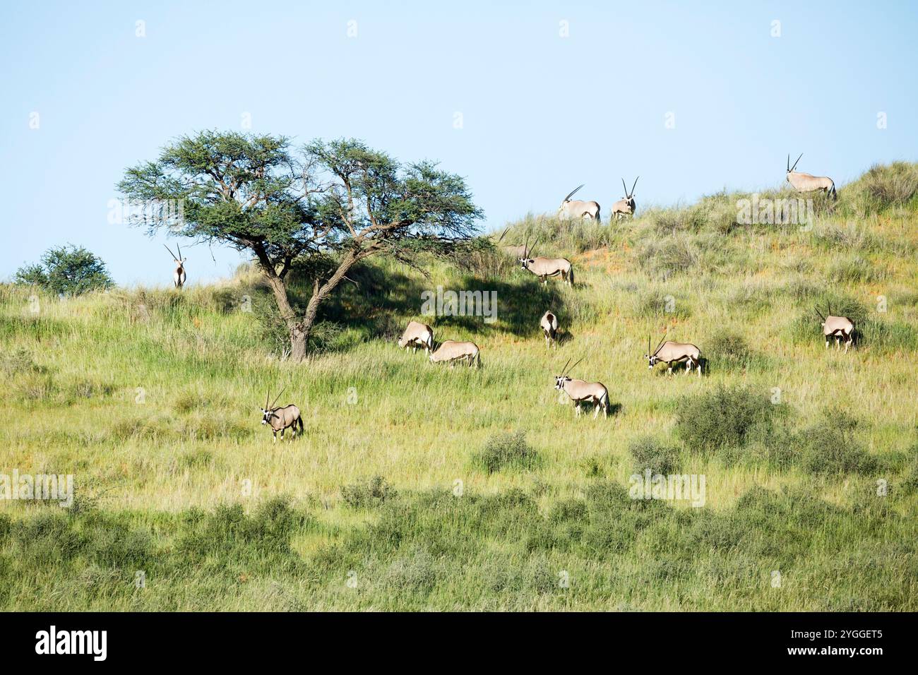 Gemsbok and Acacia Tree, Kgalagadi Transfrontier Park, South Africa ...