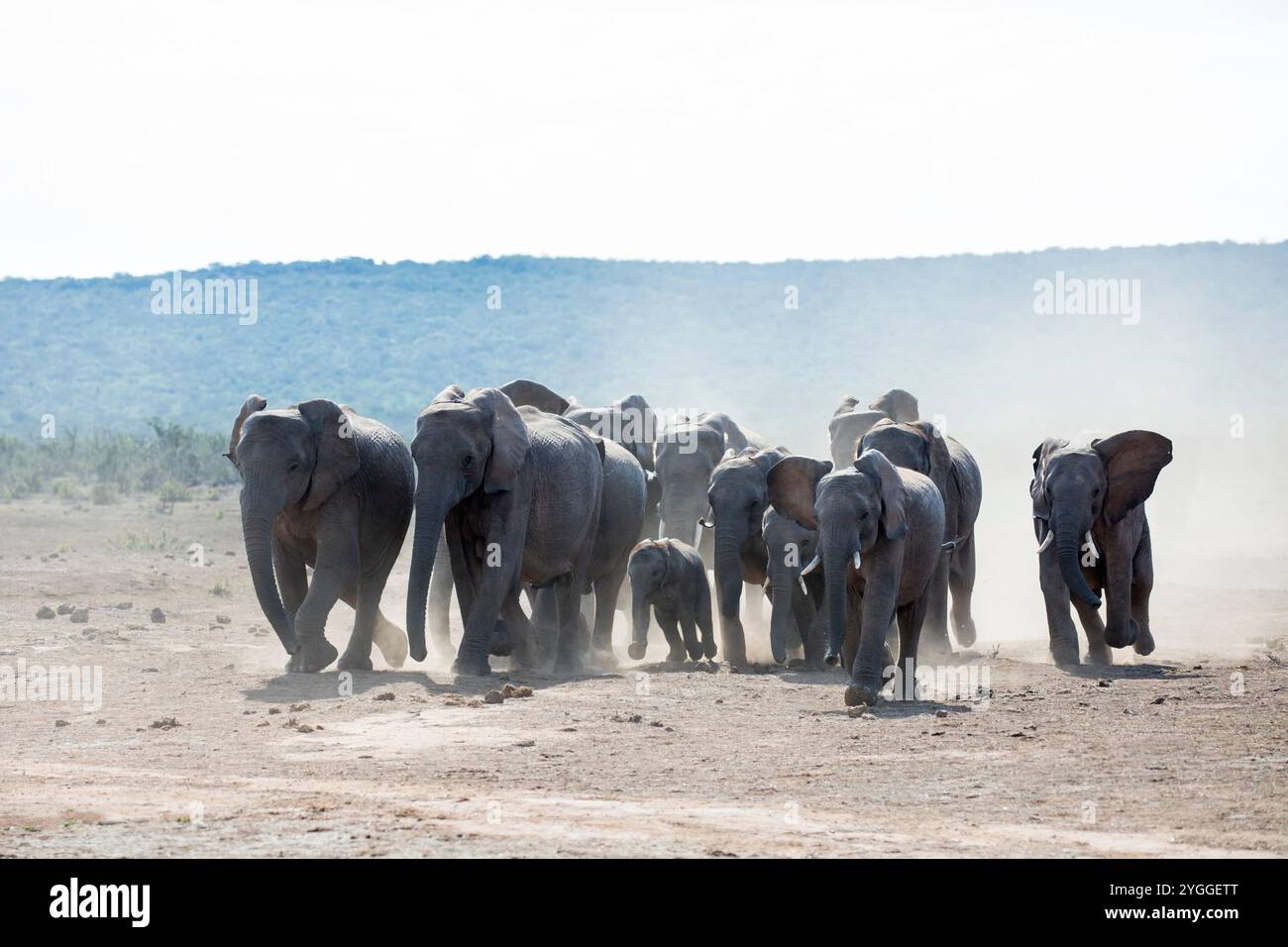 Elephant herd running to waterhole, Addo Elephant National Park, South ...