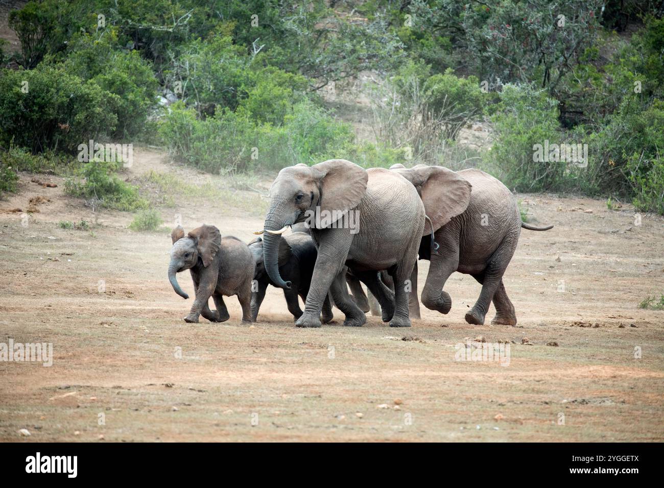 Elephant herd running to waterhole, Addo Elephant National Park, South ...