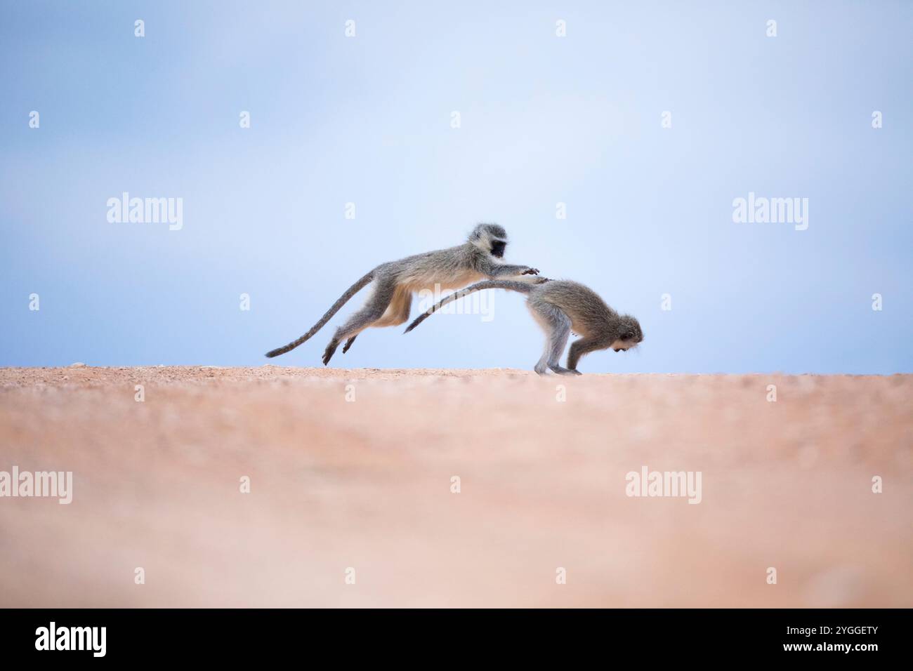 Vervet Monkeys playing, Addo Elephant National Park, South Africa Stock ...