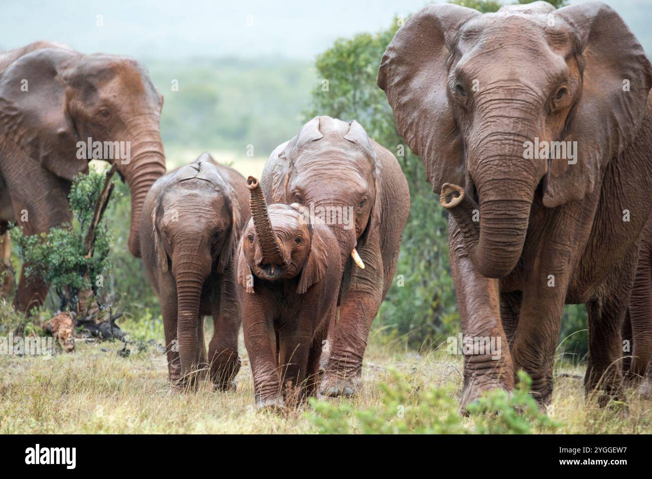Elephants in the rain, Addo Elephant National Park, South Africa Stock ...