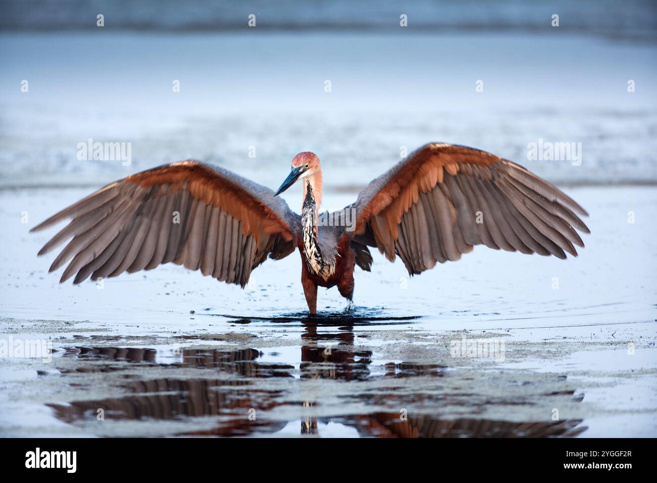 Goliath Heron, Marievale Bird Sanctuary, South Africa Stock Photo - Alamy