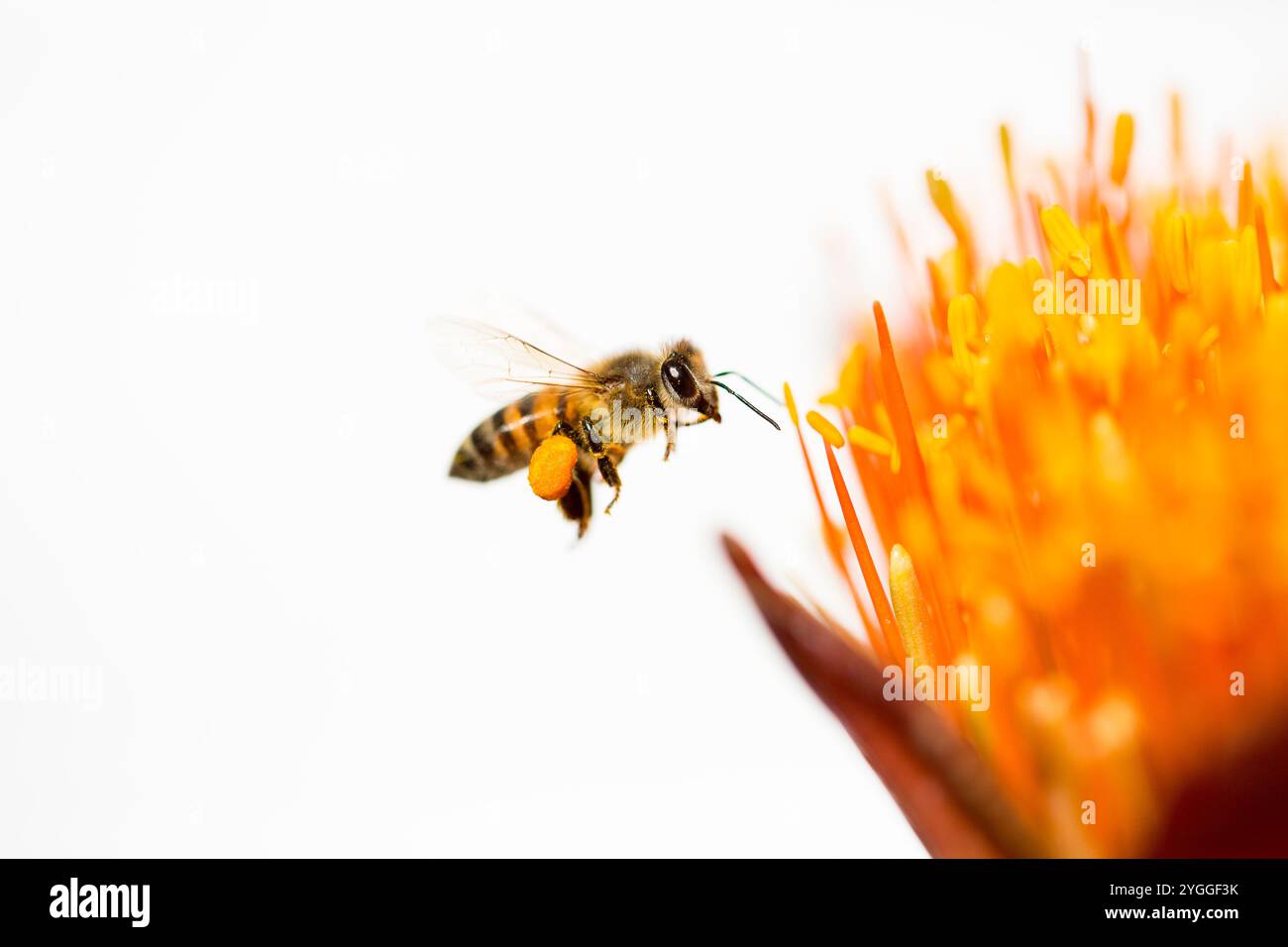 Honey Bee flying at flower, South Africa Stock Photo - Alamy