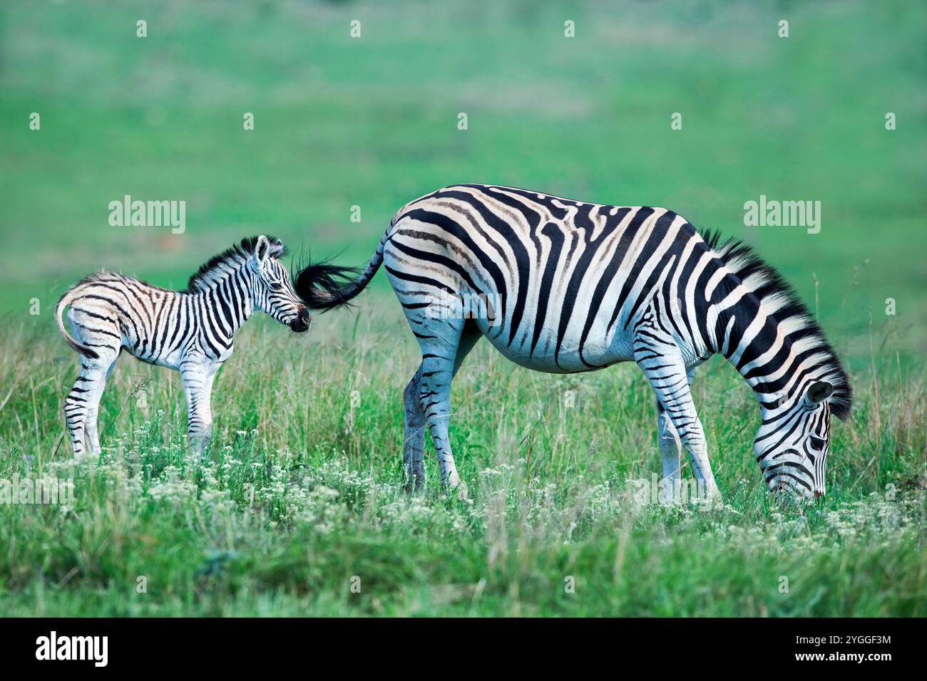 Itala game reserve hi-res stock photography and images - Alamy