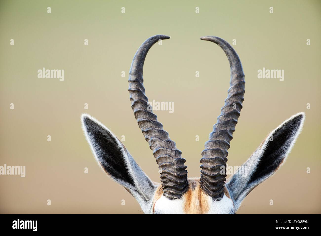 Springbok horns and ears, Kgalagadi Transfrontier Park, South Africa ...