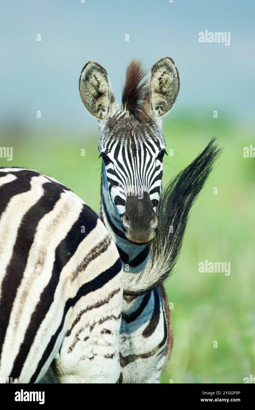 Itala game reserve hi-res stock photography and images - Alamy