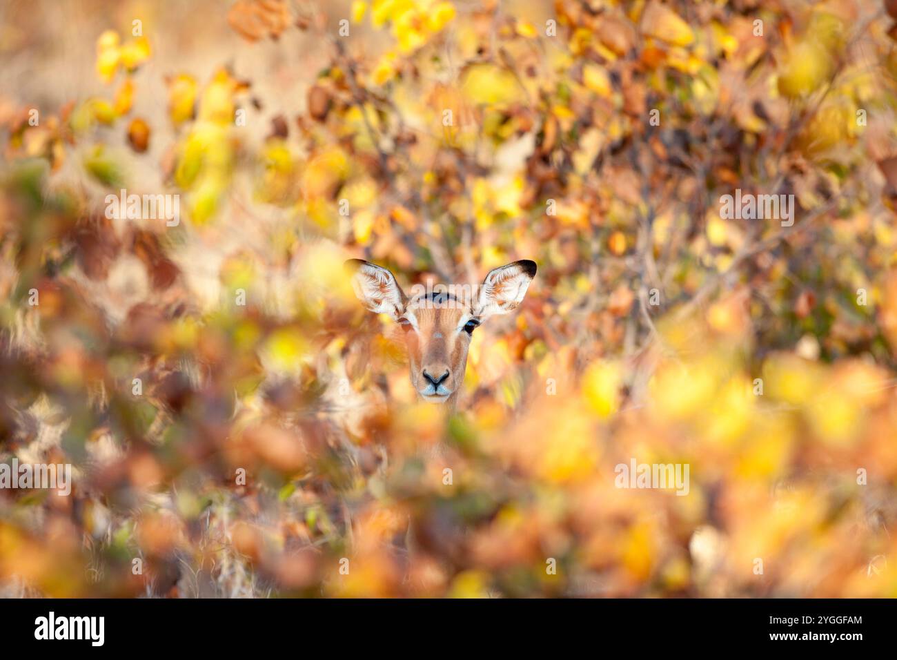 Impala in Mopani trees, Kruger National Park, South Africa Stock Photo ...