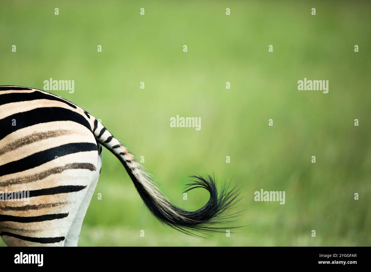Zebra tail close-up, Rietvlei Nature Reserve, South Africa Stock Photo ...