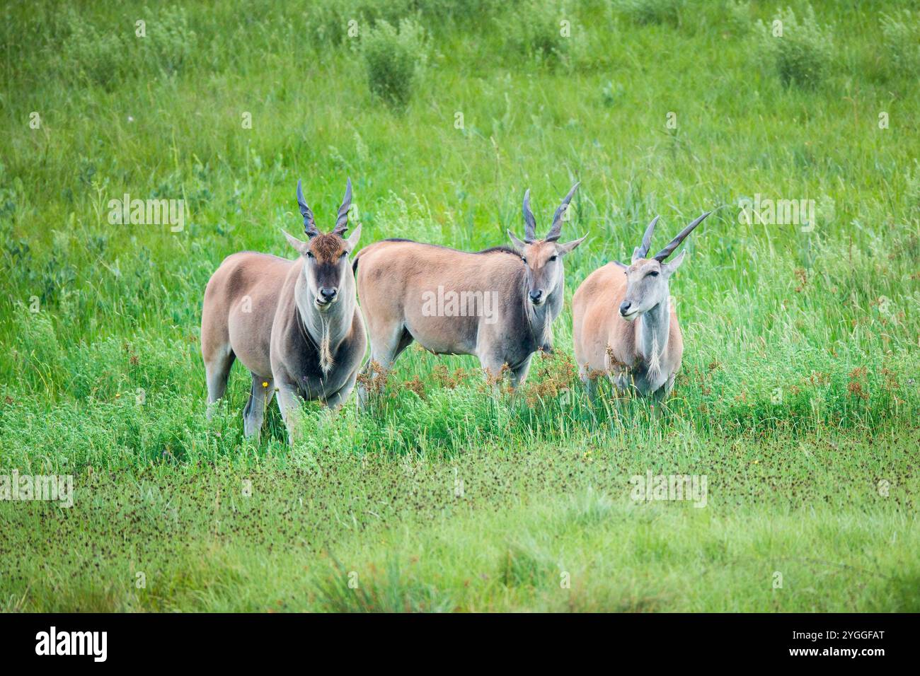 Eland, Rietvlei Nature Reserve, South Africa Stock Photo - Alamy