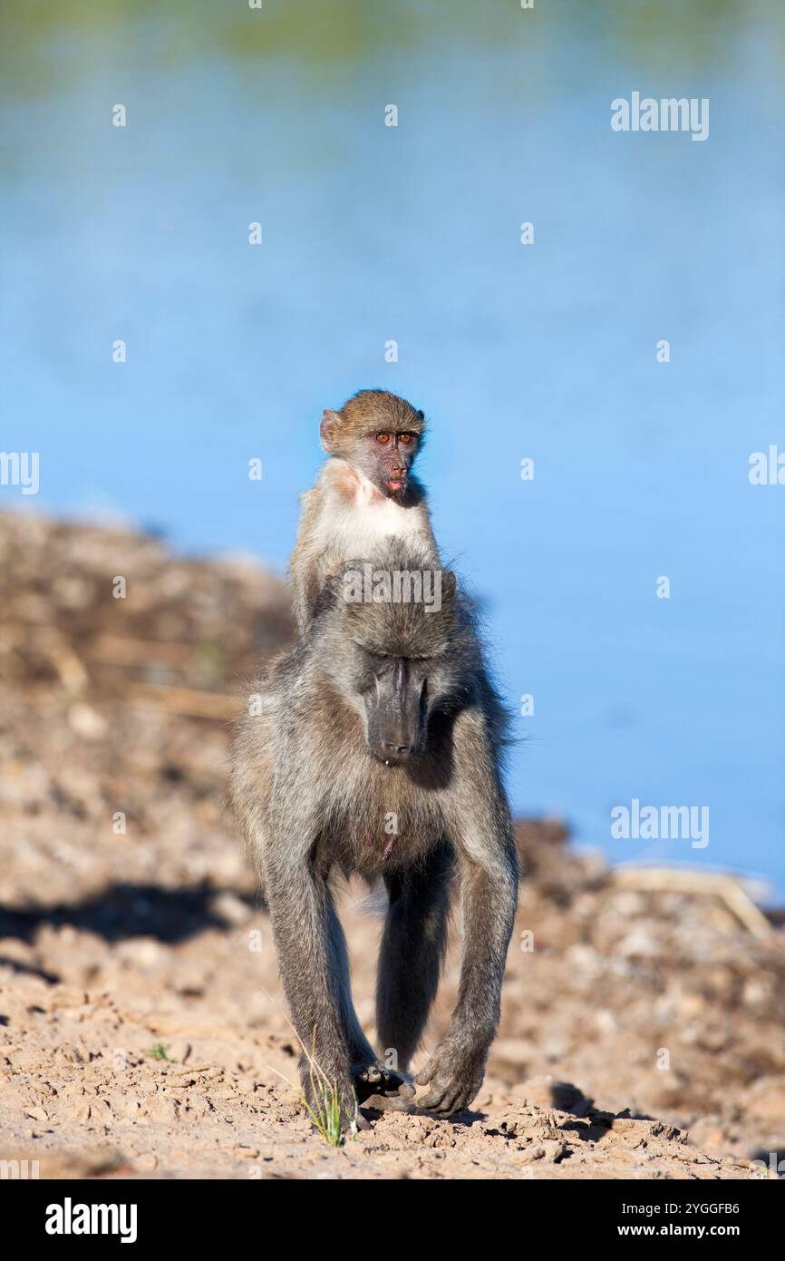 Baboons in south africa hi-res stock photography and images - Alamy