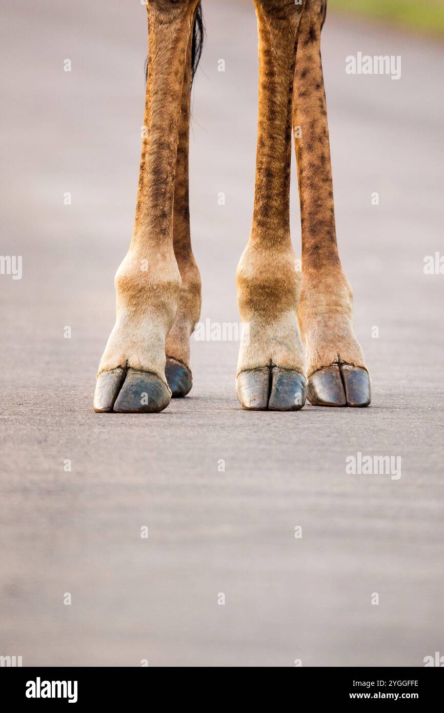 Giraffe feet hi-res stock photography and images - Alamy