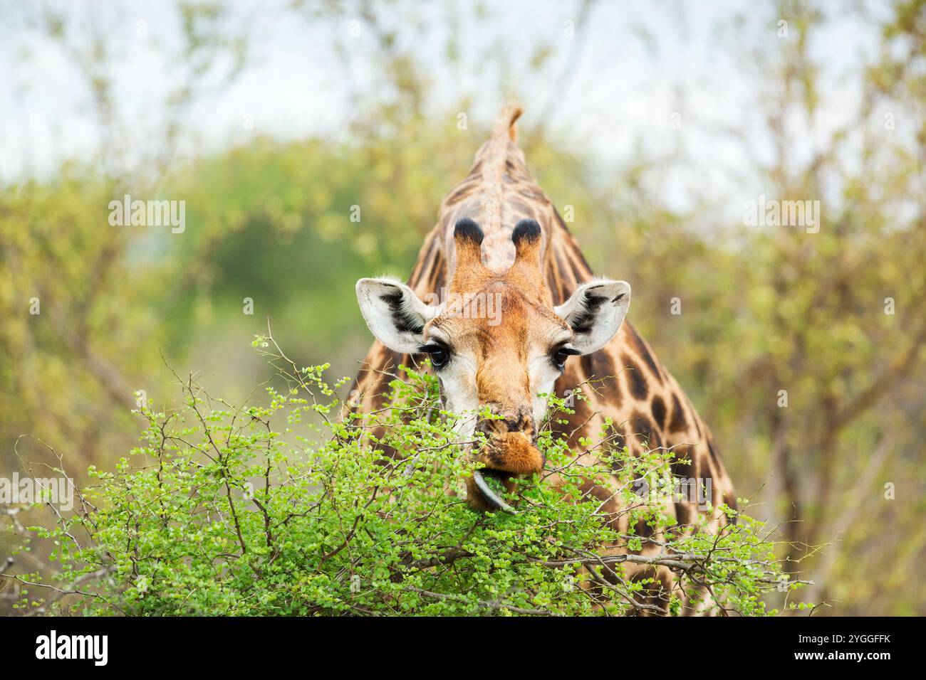 Giraffe eating Acacia Tree, Kruger National Park, South Africa Stock ...