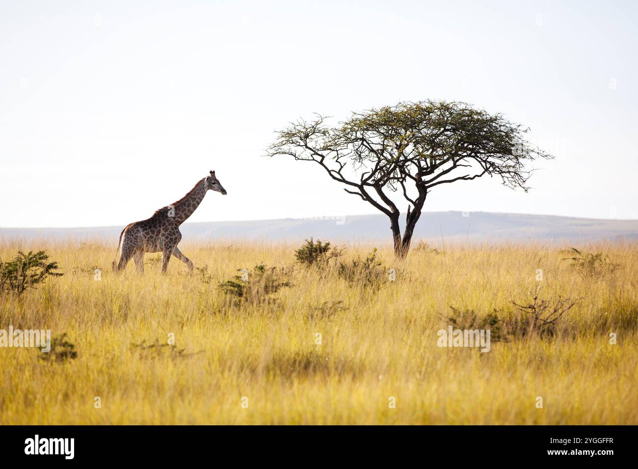 Acacia tree in south africa hi-res stock photography and images - Alamy