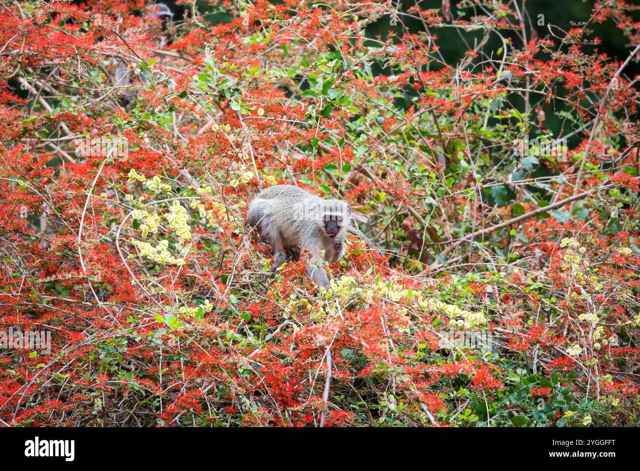 Flame creeper combretum microphyllum hi-res stock photography and ...