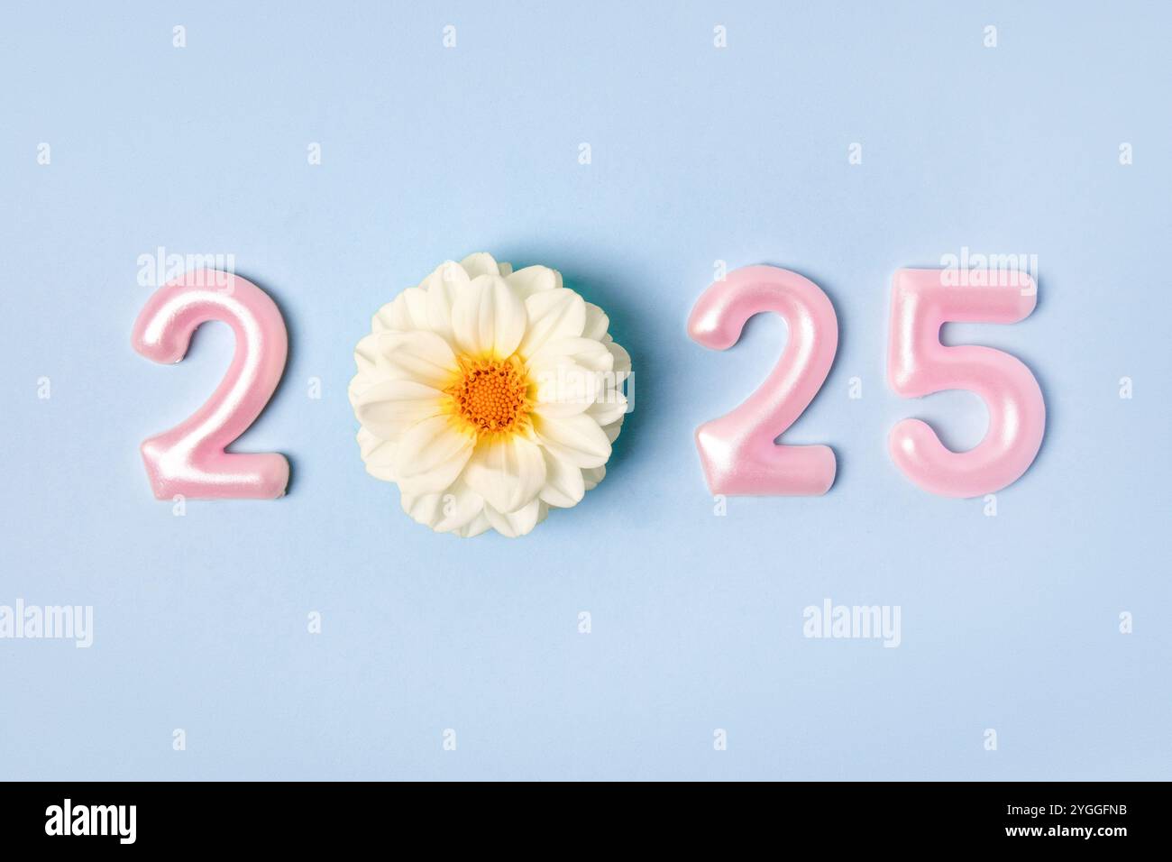 Pink numbers and white dahlia flowers on a blue background. 2025 new ...