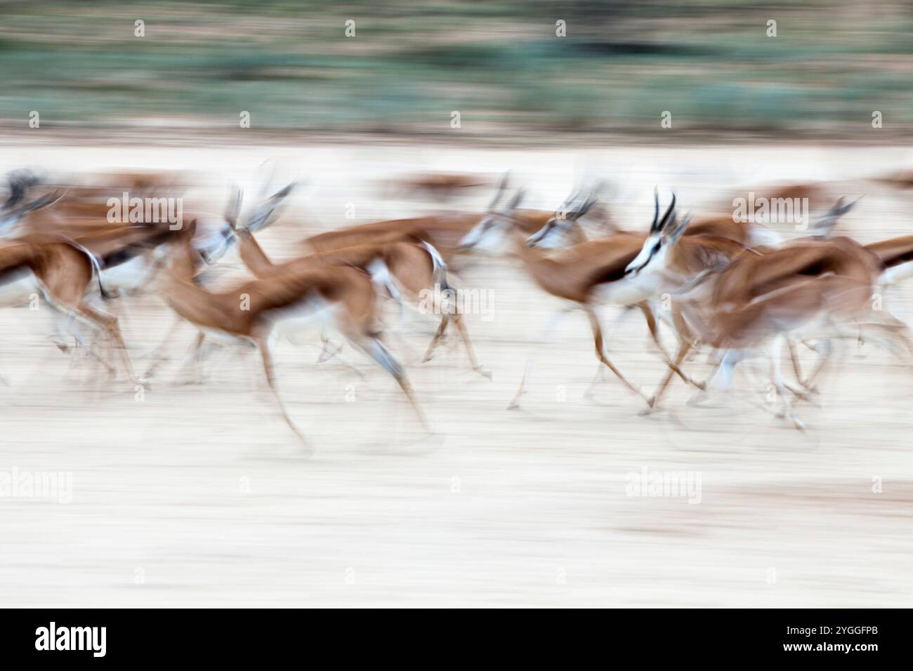Springboks running, Kgalagadi Transfrontier Park, South Africa Stock ...