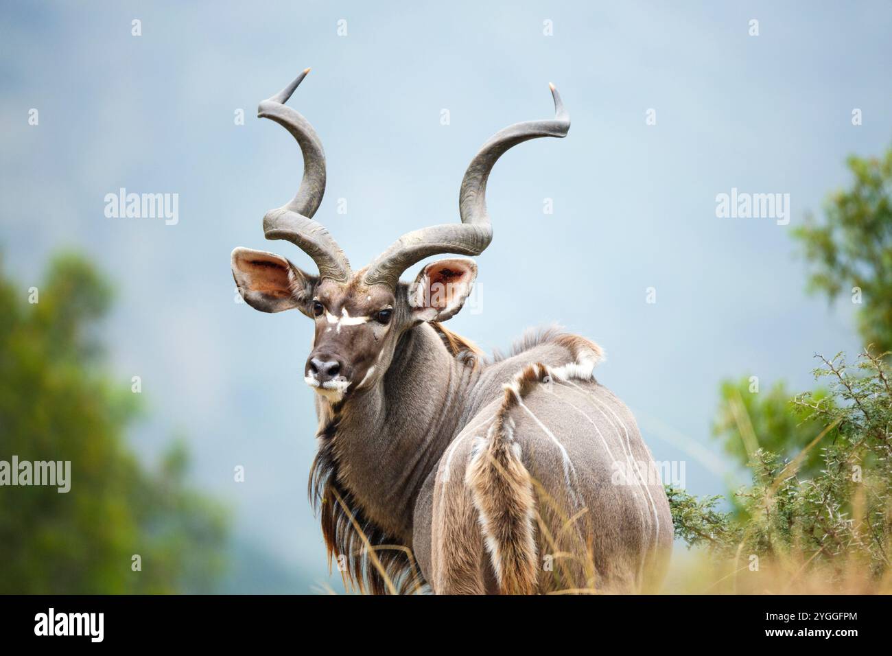 Itala game reserve hi-res stock photography and images - Alamy