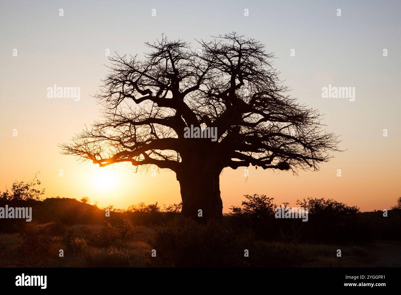Baobab Tree, Mapungubwe National Park, South Africa Stock Photo - Alamy