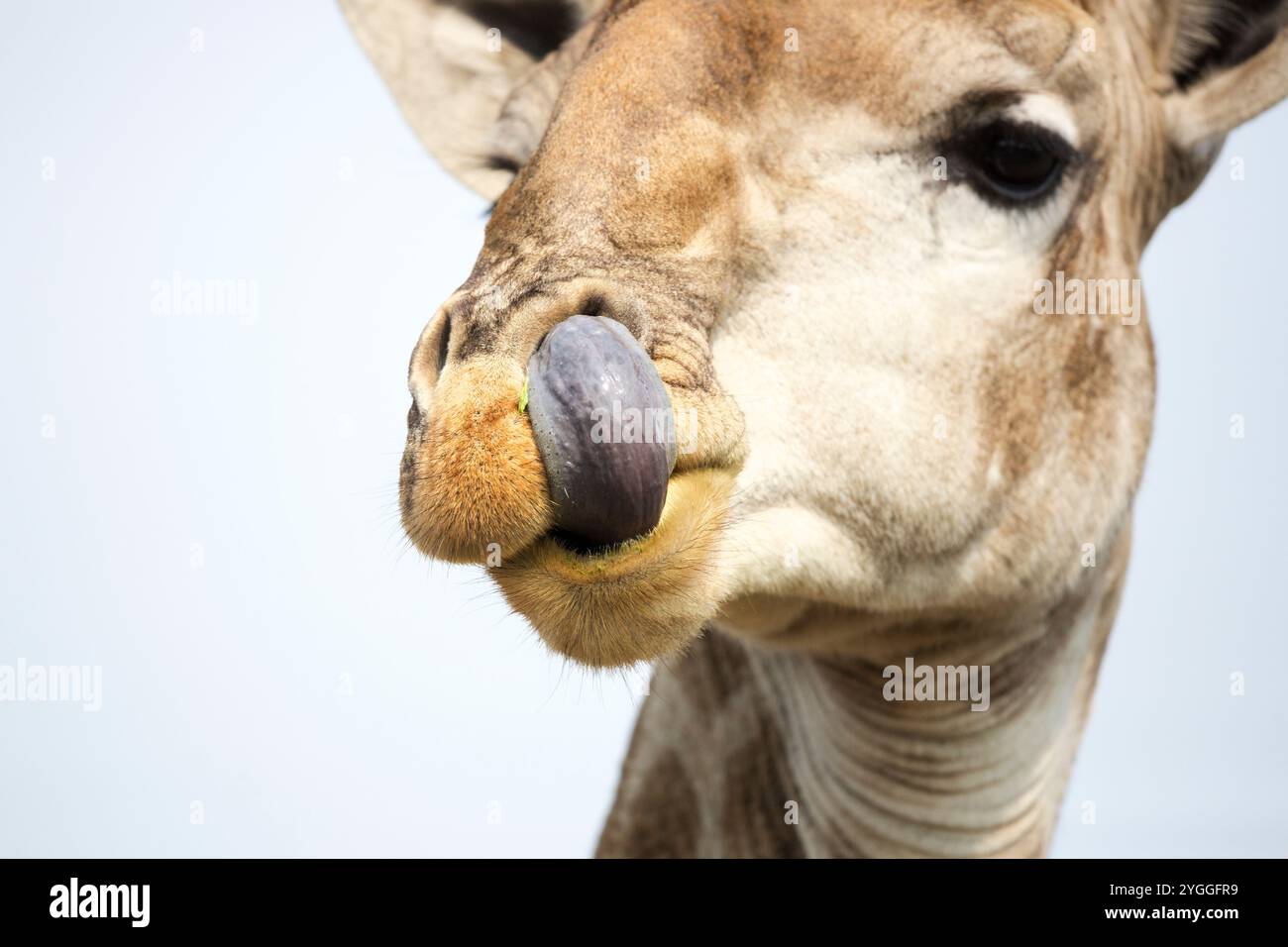 Itala game reserve hi-res stock photography and images - Alamy