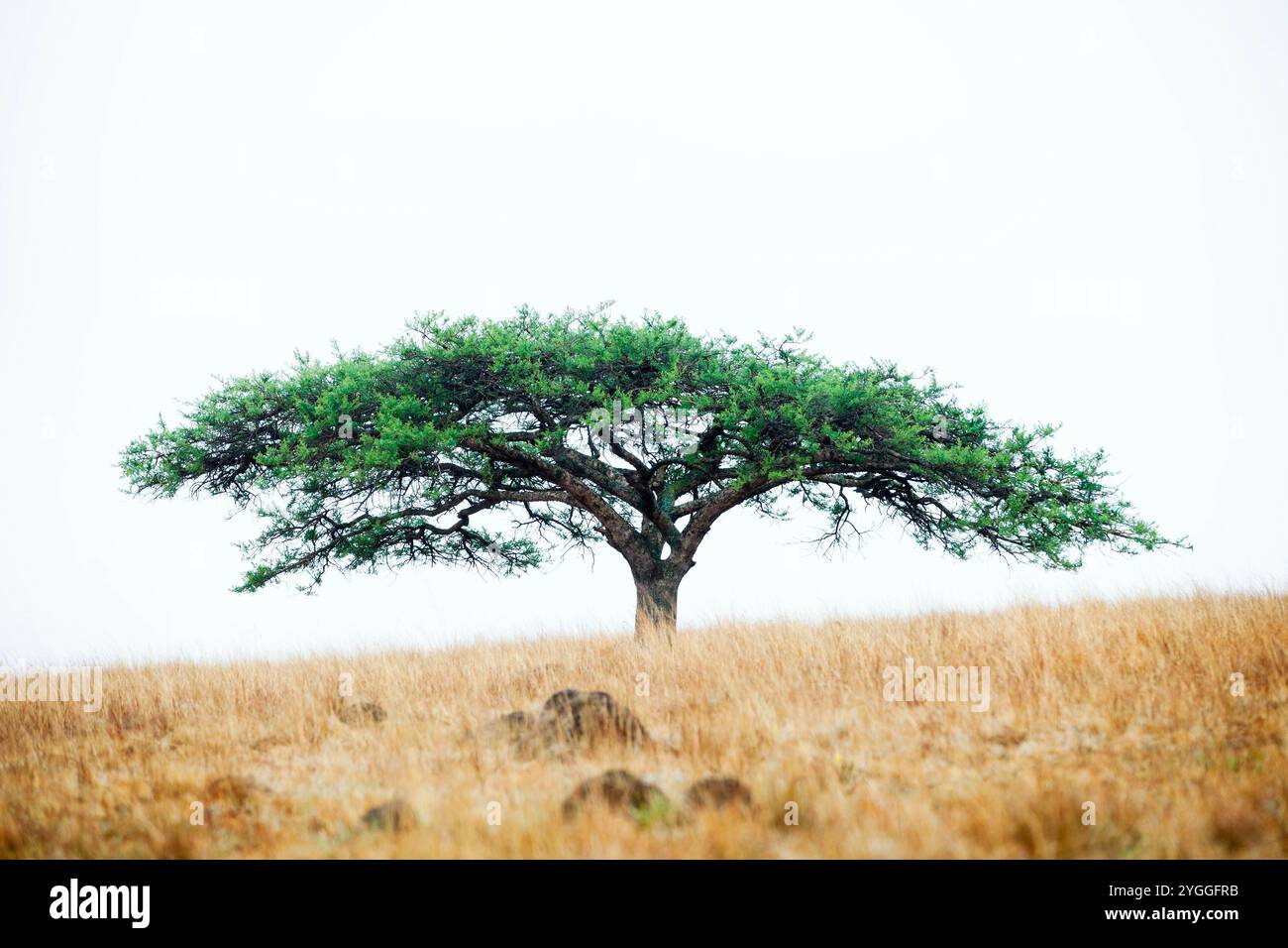 Acacia Tree, Itala Game Reserve, South Africa Stock Photo - Alamy