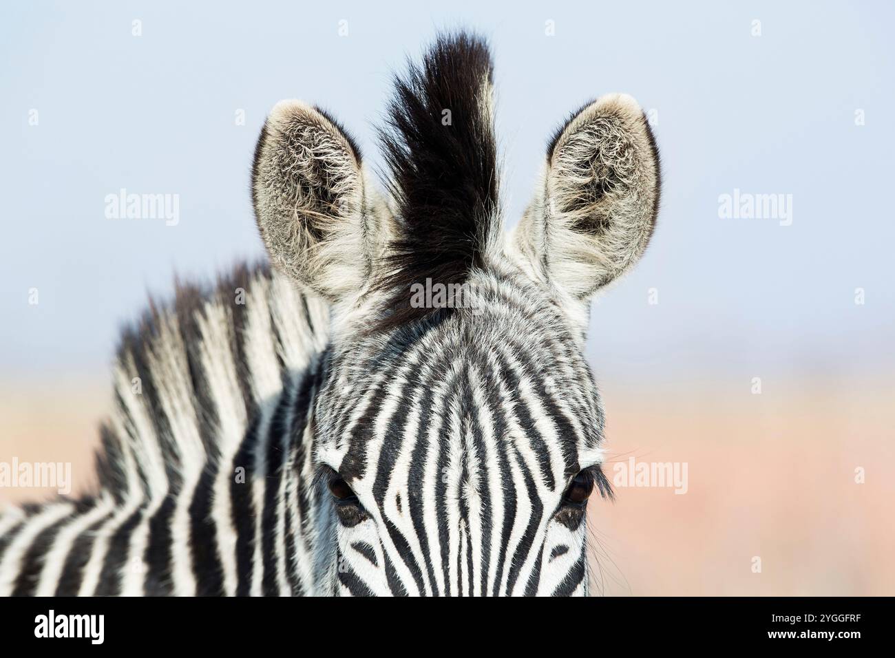 Zebra face, Itala Game Reserve, South Africa Stock Photo - Alamy