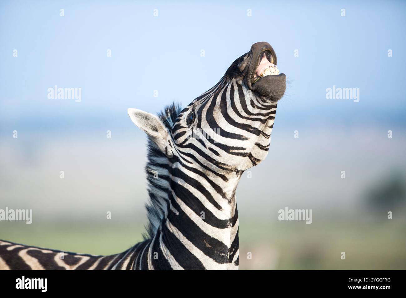 Zebra Sniff A Zebra Sniffing The Ground Stock Image Image Of Equus