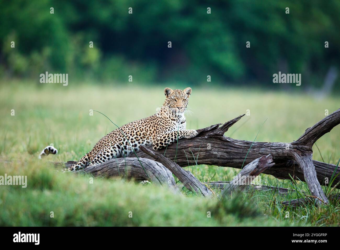 Leopard sitting on log hi-res stock photography and images - Alamy