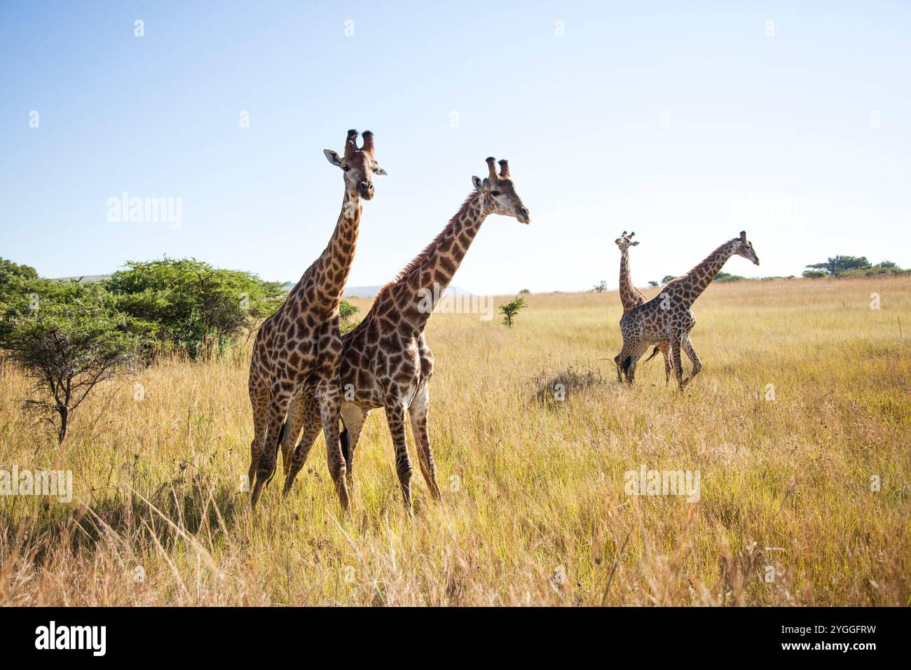 Giraffes fighting, Itala Game Reserve, South Africa Stock Photo - Alamy