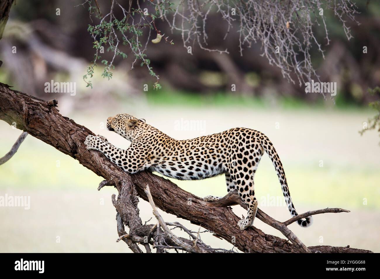 Leopard stretching, Kgalagadi Transfrontier Park, South Africa Stock Photo - Alamy