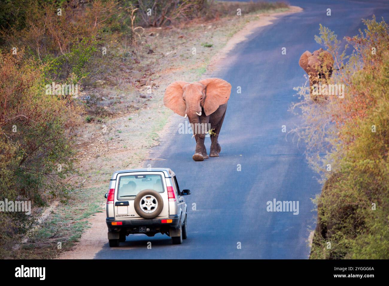 Elephant with tourist vehicle, Kruger National Park, South Africa Stock ...