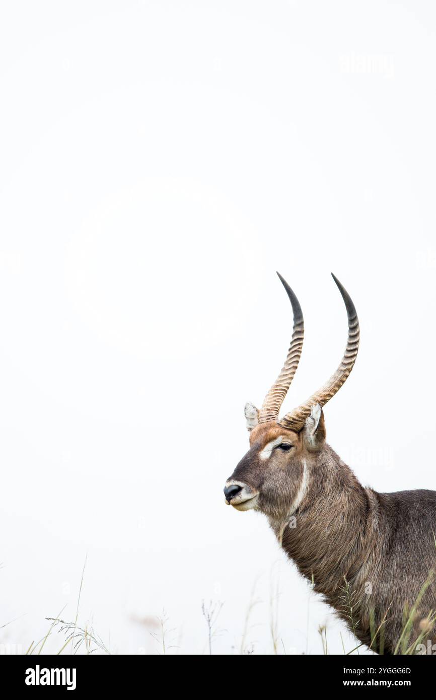 Waterbuck, Rietvlei Nature Reserve, South Africa Stock Photo - Alamy