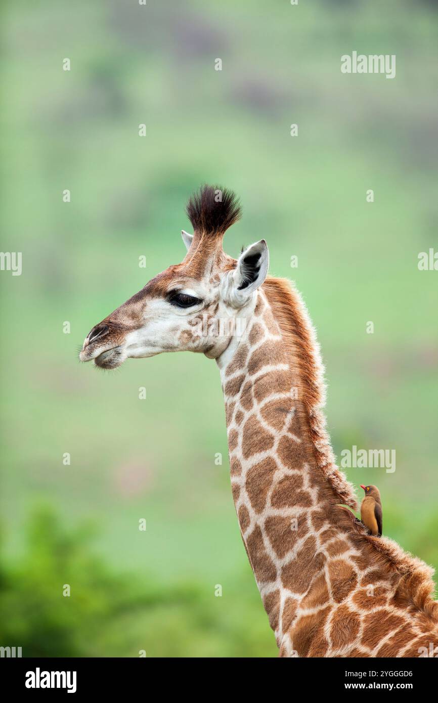 Oxpecker giraffe hi-res stock photography and images - Alamy