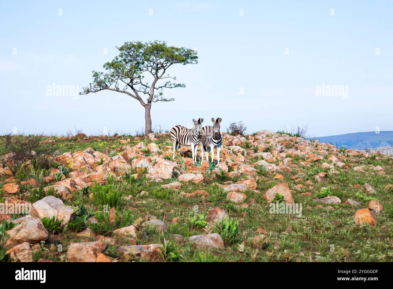 Itala game reserve hi-res stock photography and images - Alamy