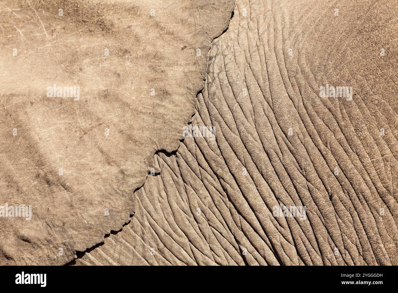 Elephant ear and skin, Kruger National Park, South Africa Stock Photo ...