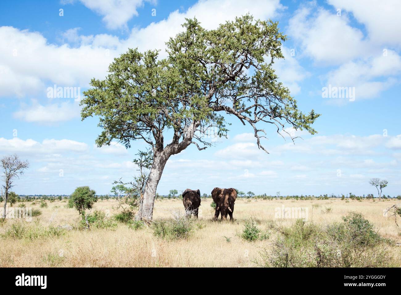 Elephant standing under leadwood tree, Kruger National Park, South ...