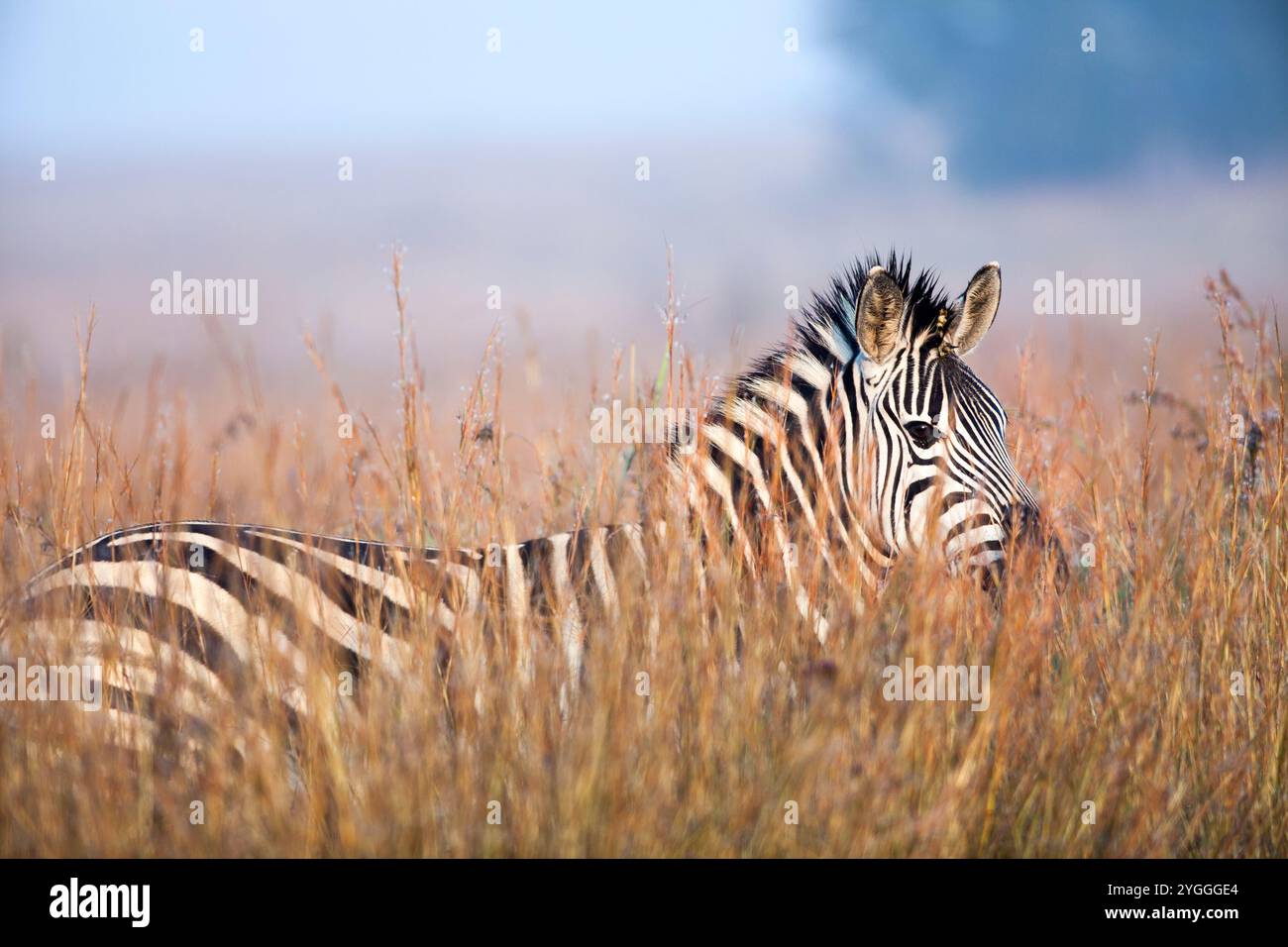 Zebra in tall grass, Itala Game Reserve, South AFrica Stock Photo - Alamy