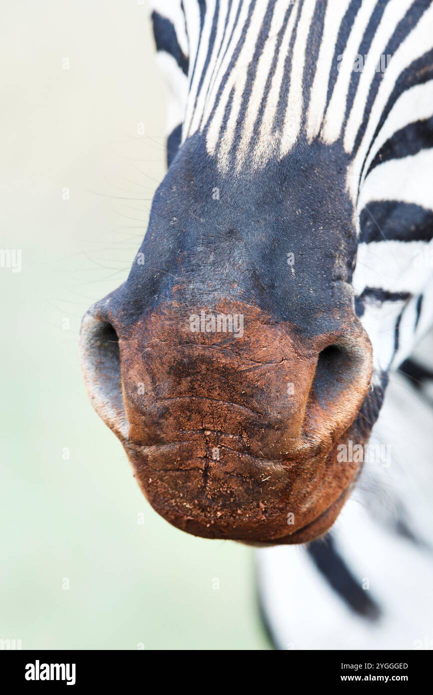 Zebra face, Itala Game Reserve, South AFrica Stock Photo - Alamy