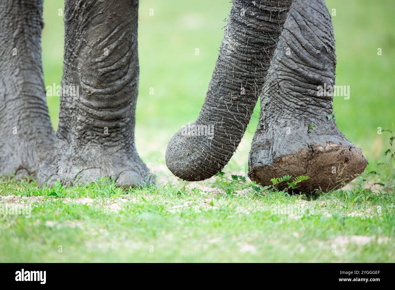 Elephant trunk and foot hi-res stock photography and images - Alamy