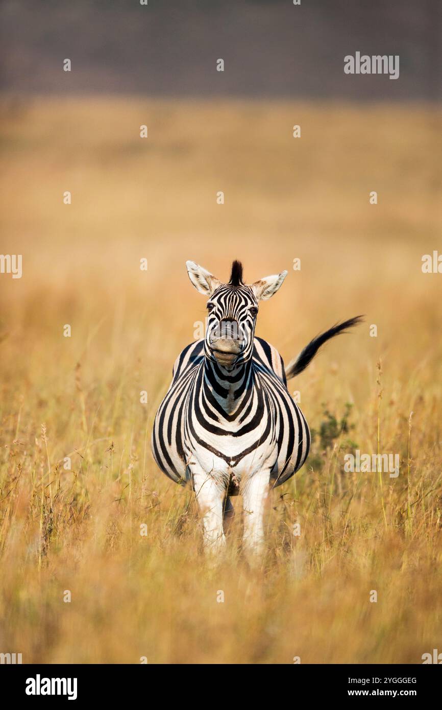 Itala game reserve hi-res stock photography and images - Alamy