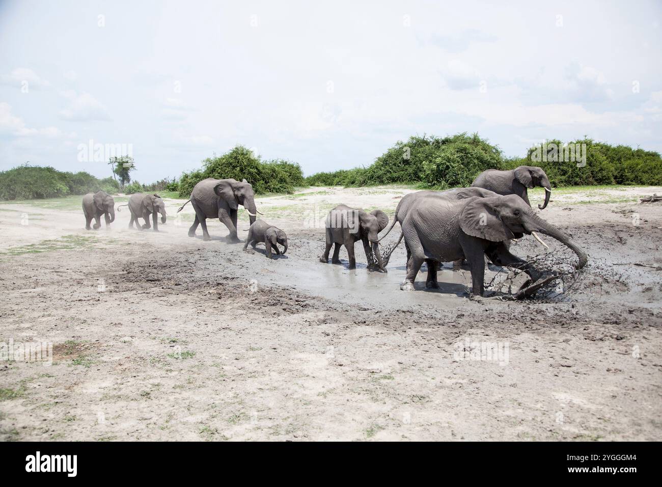 Mud wallow hi-res stock photography and images - Alamy