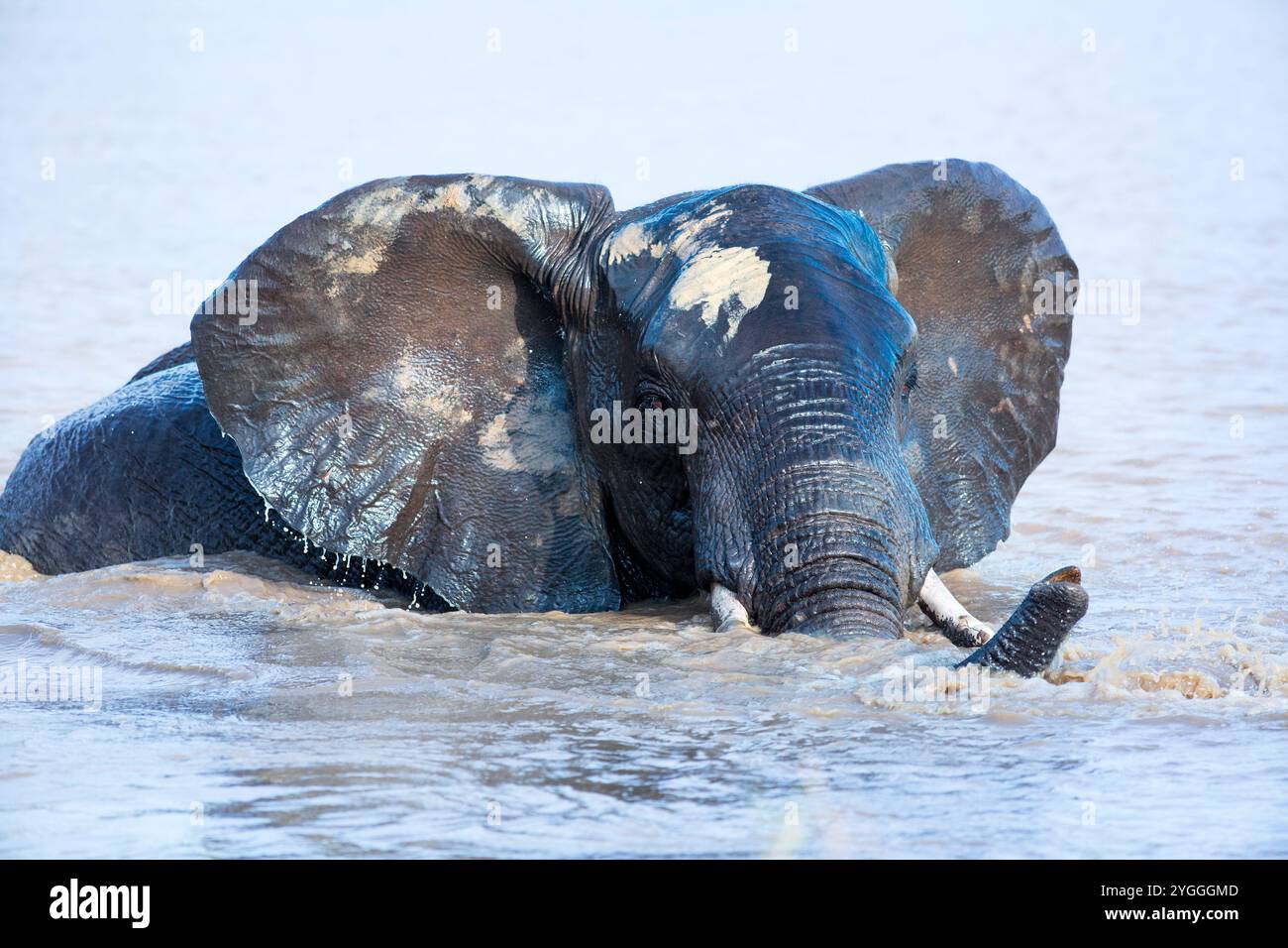 Swimming with an elephant hi-res stock photography and images - Alamy