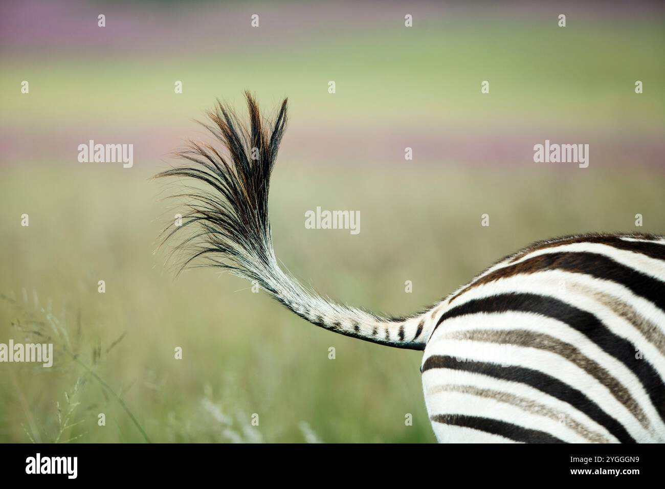 Zebra tail hi-res stock photography and images - Alamy